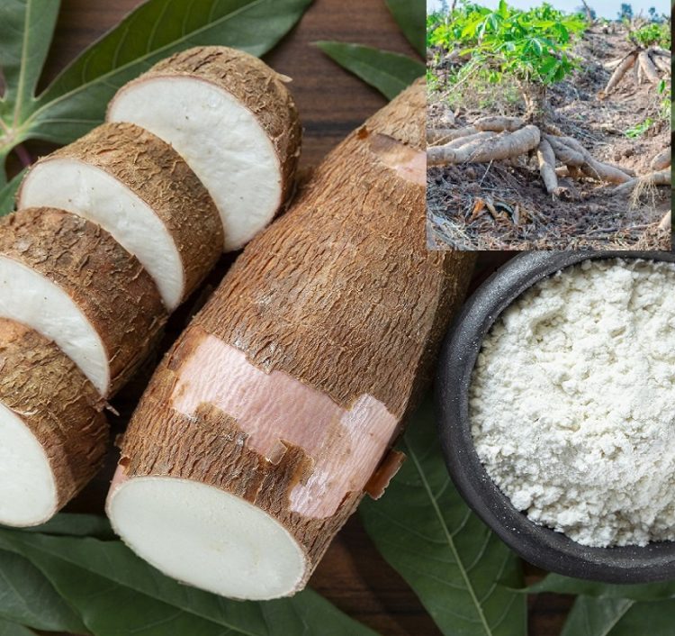 Mango Tapioca: A Refreshing and Creamy Filipino Dessert - Yummy Kitchen