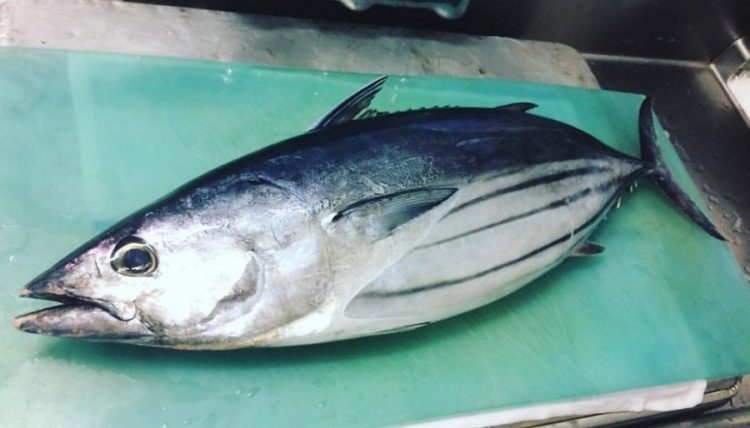 Ginataang Tambakol Recipe | Filipino Tuna in Coconut Milk 便 - Yummy Kitchen