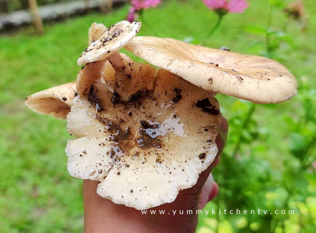 Ginisang Patola with Miswa - Yummy Kitchen