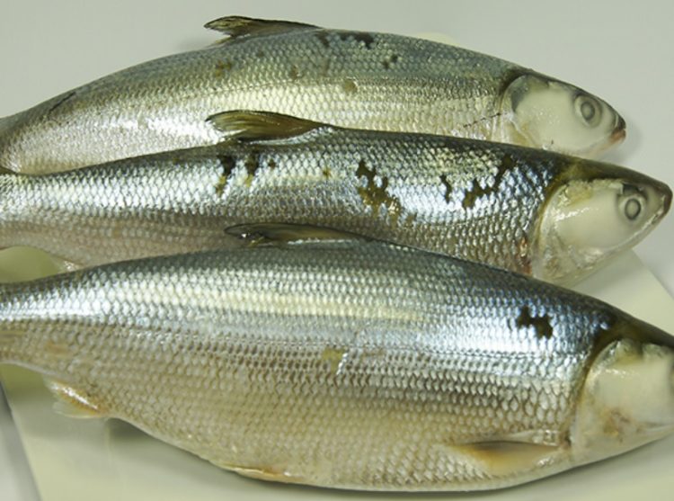 Spanish-style Sardines Bangus in Olive Oil - Yummy Kitchen