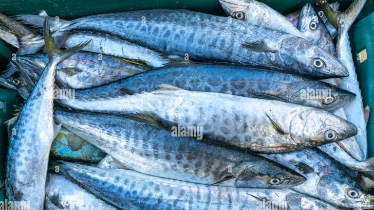 Ginataang Tanigue - Yummy Kitchen