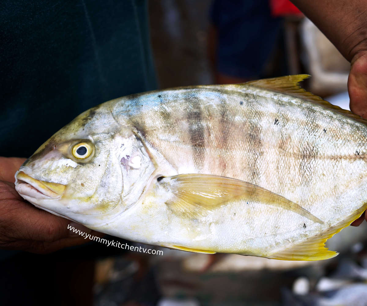 What is Pompano ? The world's most edible fish - Yummy Kitchen
