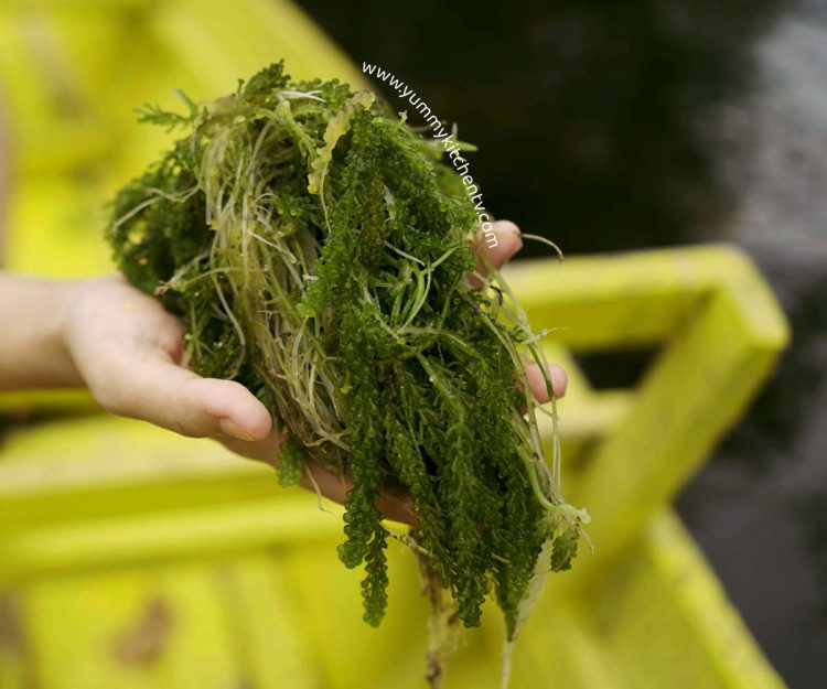 What are String Beans ? Introduction, benefits & recipes - Yummy Kitchen