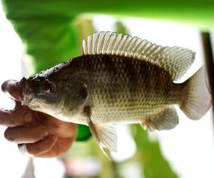 The delicate and subtly sweet Hito (Catfish) - Yummy Kitchen