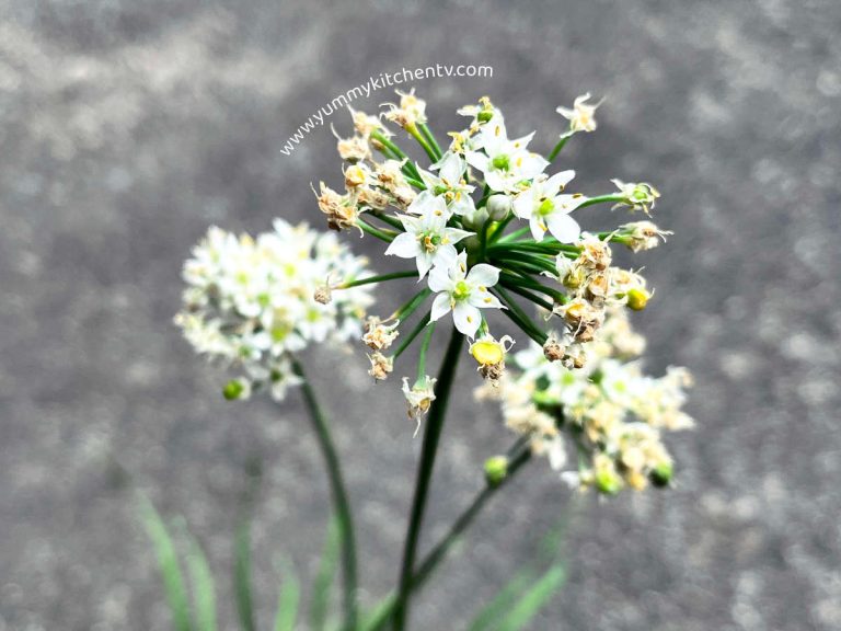 Chinese Chives (Kuchay) - Benefits and Substitutes - Yummy Kitchen