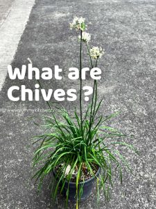 Chinese Chives (Kuchay) - Benefits and Substitutes - Yummy Kitchen