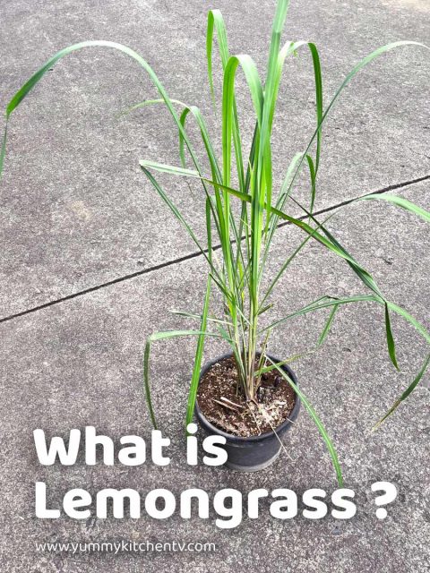 The Versatile Lemongrass (Tanglad) - What is it ? - Yummy Kitchen
