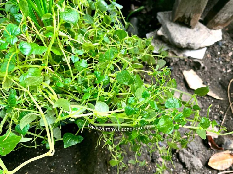 Pansit Pansitan - An Herbal Filipino Weed - Yummy Kitchen