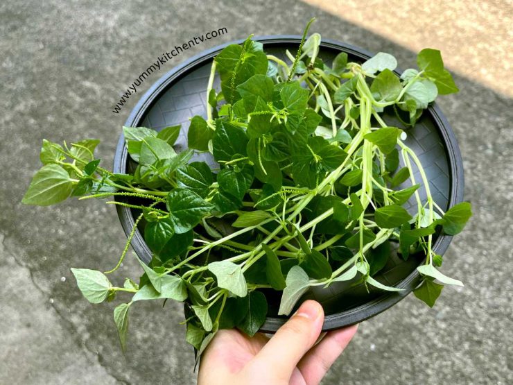 Pansit Pansitan - An Herbal Filipino Weed - Yummy Kitchen