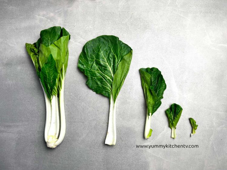 Pechay - A Crisp, Fibrous Filipino Vegetable ( Filipino ‘Bok Choy ...