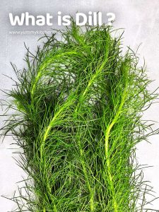Dill - An Aromatic Refreshing Herb ( History, Benefits, and Recipes ...
