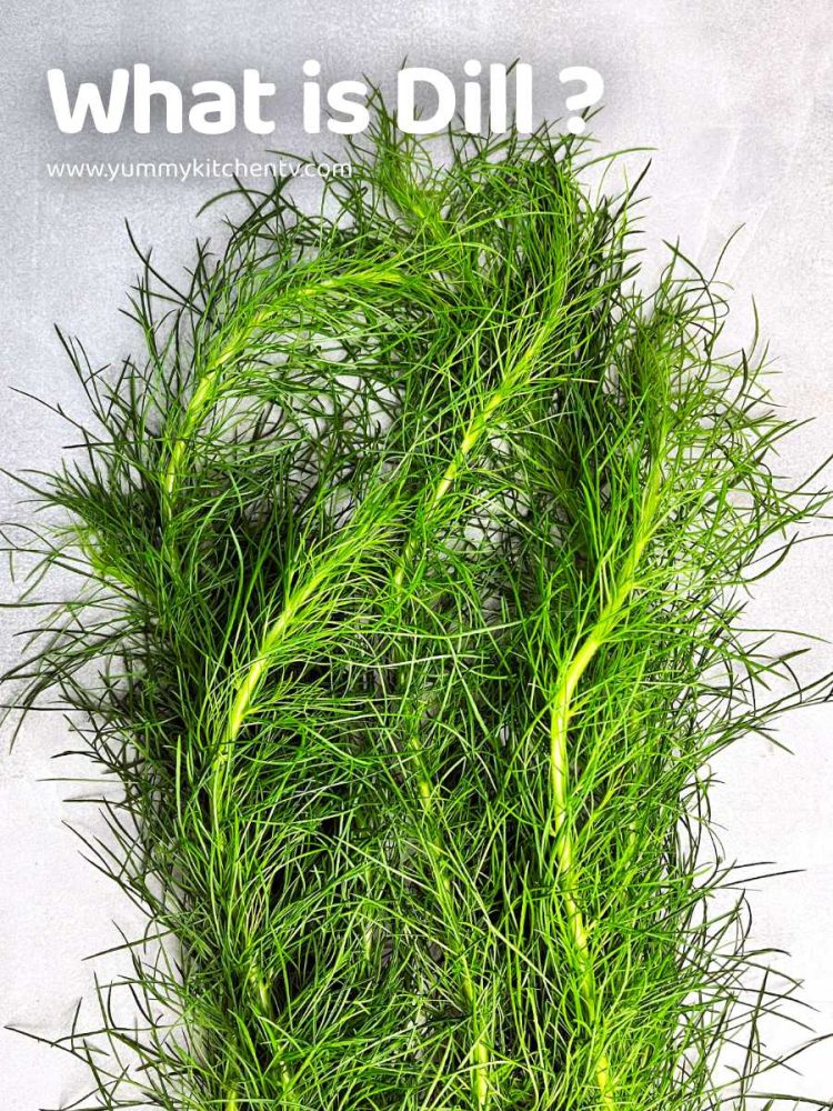 Dill - An Aromatic Refreshing Herb ( History, Benefits, and Recipes ...