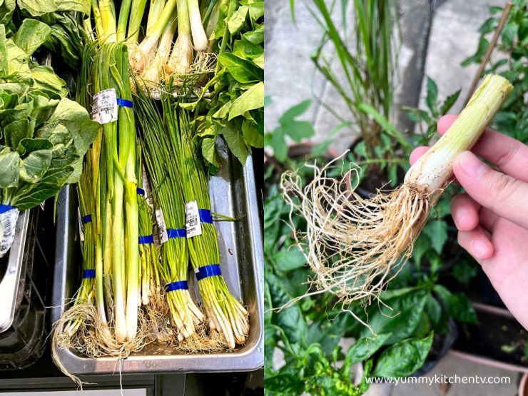 Chinese Chives (Kuchay) - Benefits and Substitutes - Yummy Kitchen