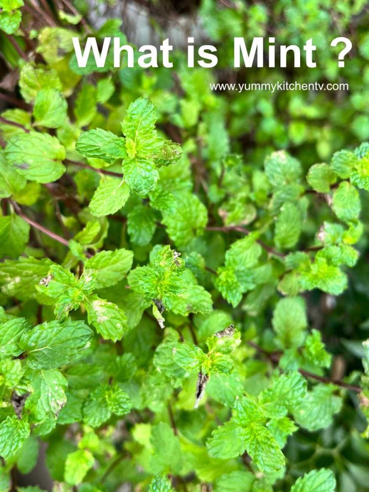 What are Mint Leaves - An Aromatic and Cooling Herb ? - Yummy Kitchen