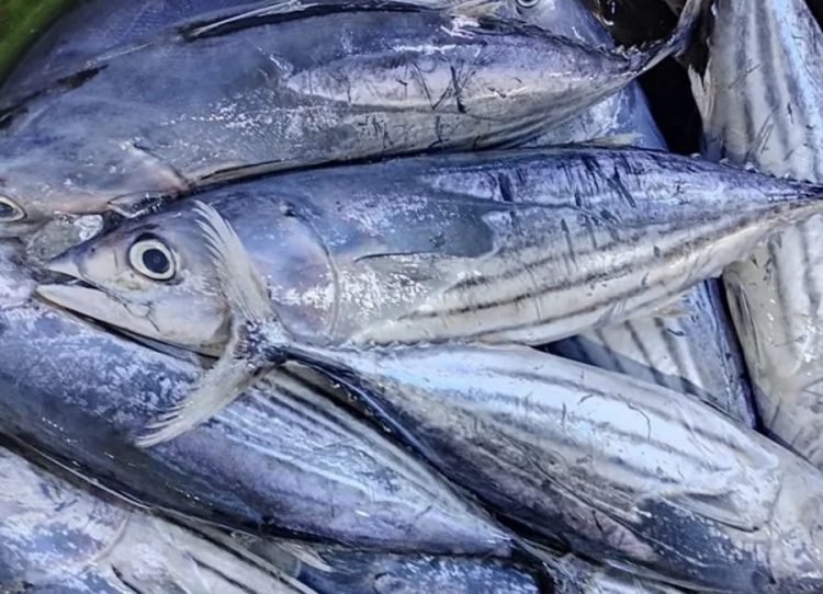 Paksiw na Tambakol sa Gata - Filipino Soured Tuna recipe - Yummy Kitchen