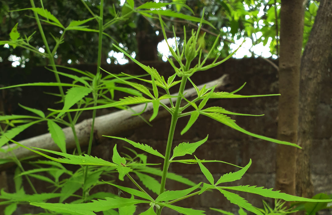 Tablea "The Philippine's version of Chocolate" - Yummy Kitchen